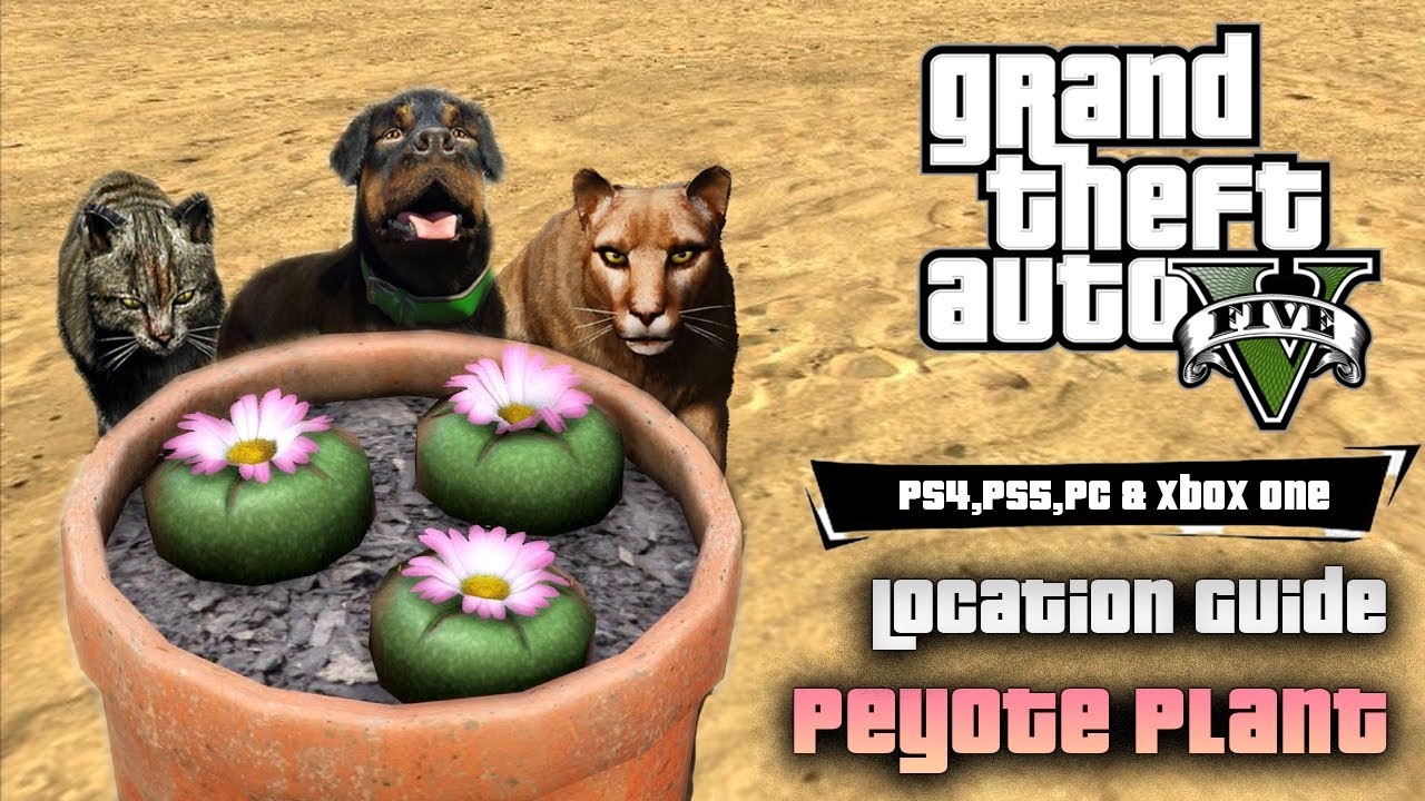 GTA 5 - Peyote Plants Complete Location Guide [2024] - YouTube