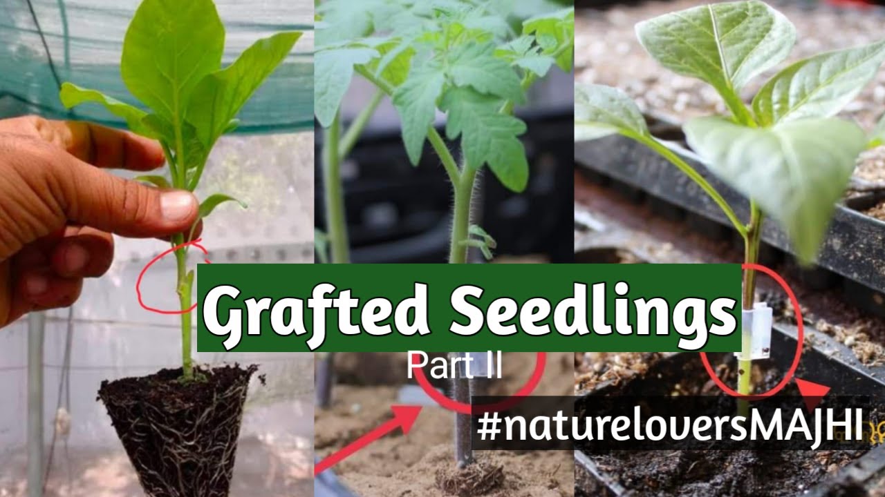 Grafted Hybrid Seedlings II Brinjal II Tomato II Capsicum II Chilli II ...