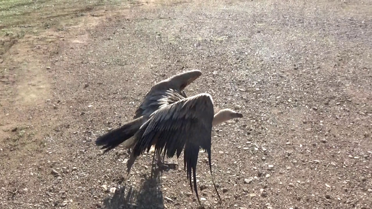 Grosser Vogel! Aasgeier in Spanien - YouTube