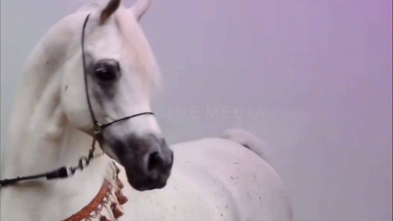2002- Arabian Horse Music Video - YouTube