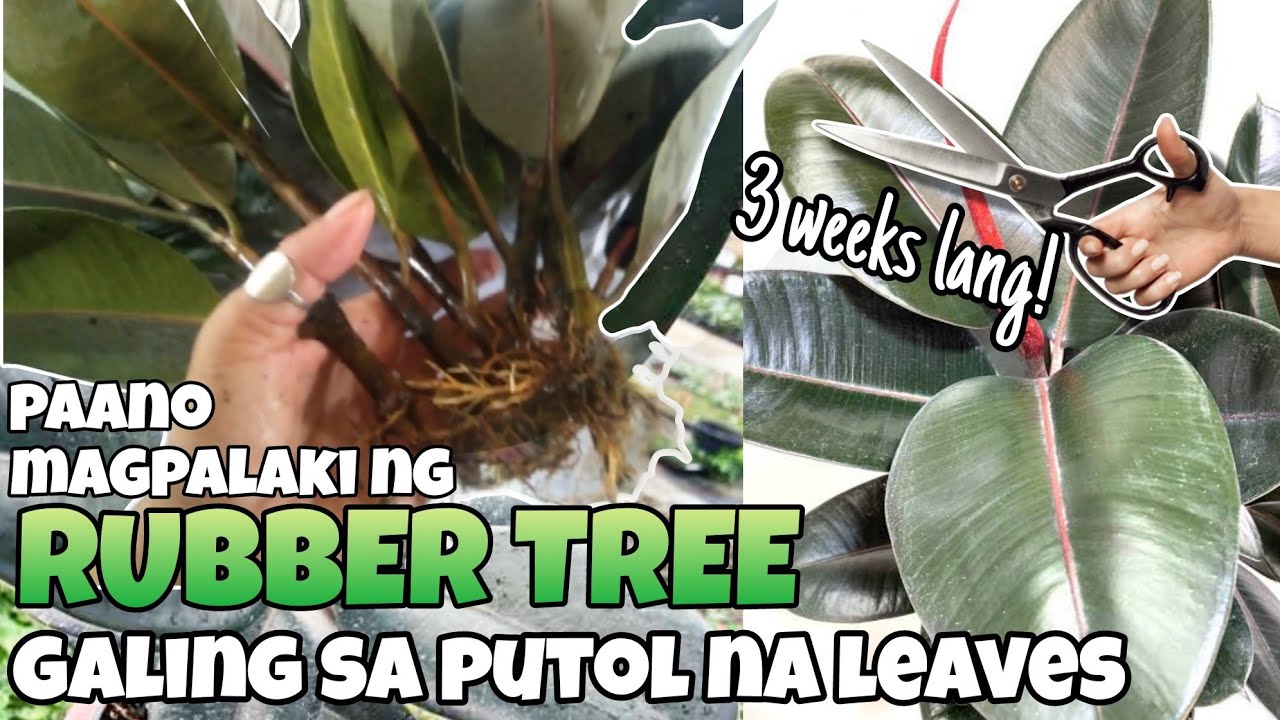 ANG TAMANG PUTOL AT MAGPALAKI NG RUBBER PLANT😲 FASTEST METHOD/PUTOL SA ...