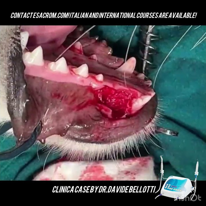 25kg dog mandibular canine extraction without alveolotomy with ...
