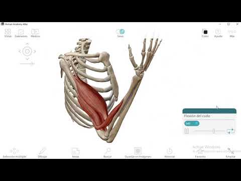 Actividad 5 Flexión del Codo - YouTube