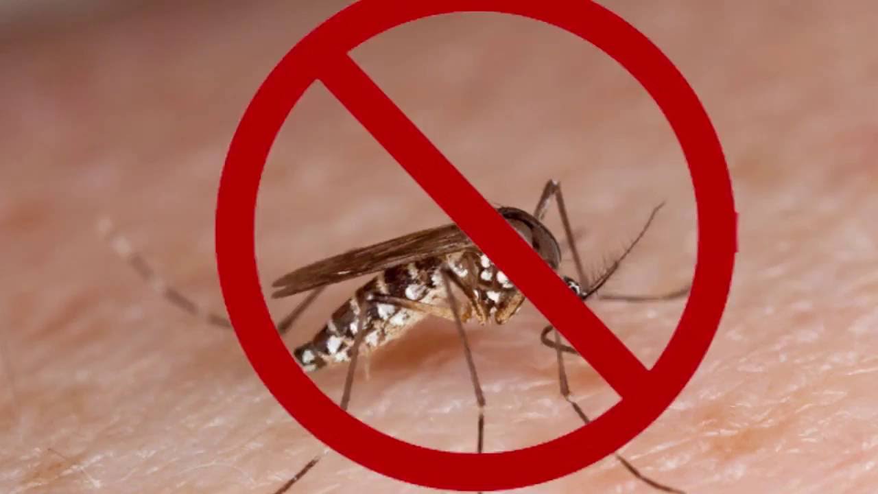 ListenMi News Weekly - Zik V Feature (Zika Virus) - YouTube