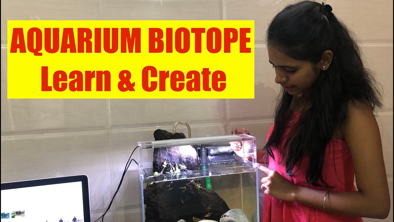 How to make Biotope Aquarium | Biotope Aquarium Setup | Biotop Aquarium ...