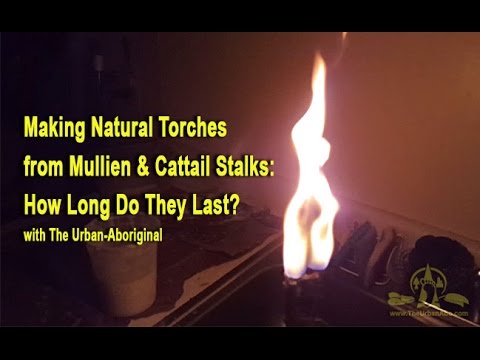Making Natural Torches from Mullien & Cattail: Duration Tests w/ The ...