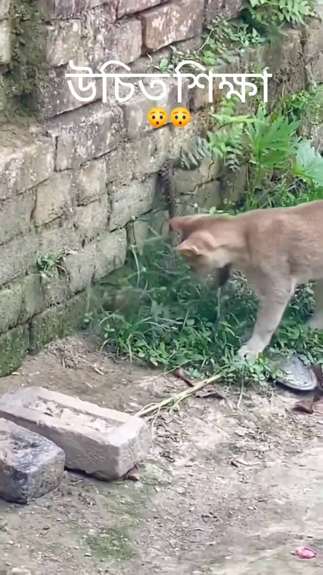 treading Viral Snake video #trending #snake - YouTube