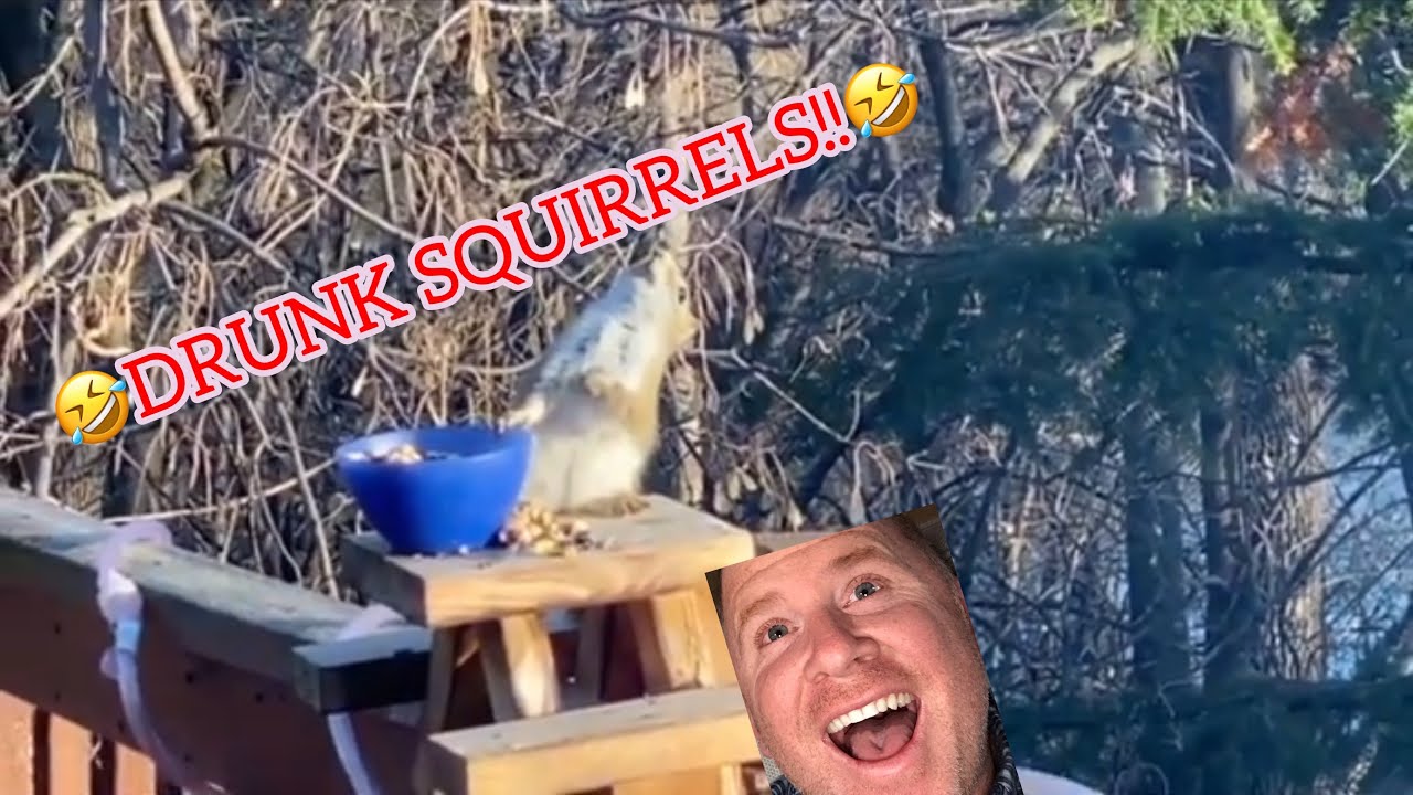 Drunk Squirrel Compilation *Too Funny! - YouTube