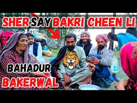 Kashmir Brave Bakerwal Life and Fight with Lion Story 🦁 - YouTube