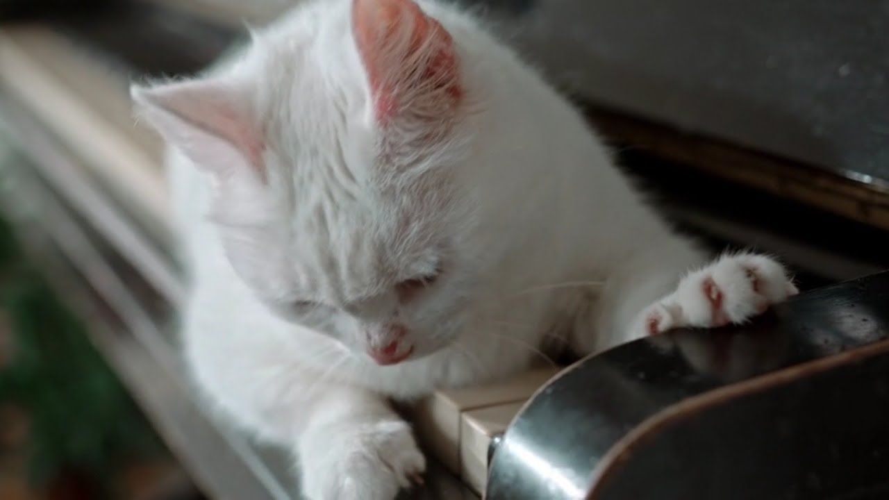 Cute cats viral video // Cute cats // Viral cats // Trending cats ...