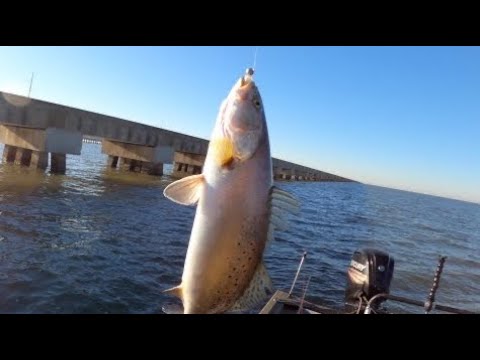 Mega Speckled Trout in Lake Pontchartrain and Redfish In Inches of ...