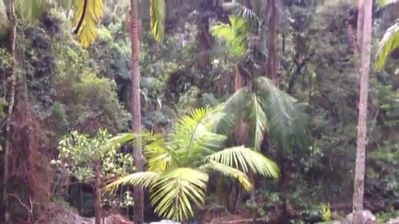 Top 10 Most Beautiful Tropical Rainforests Youtube