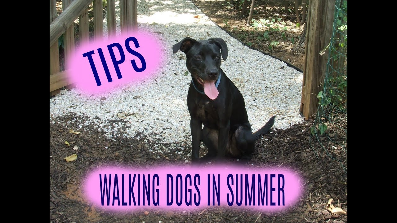 Tips | Walking Dogs in Summer - YouTube