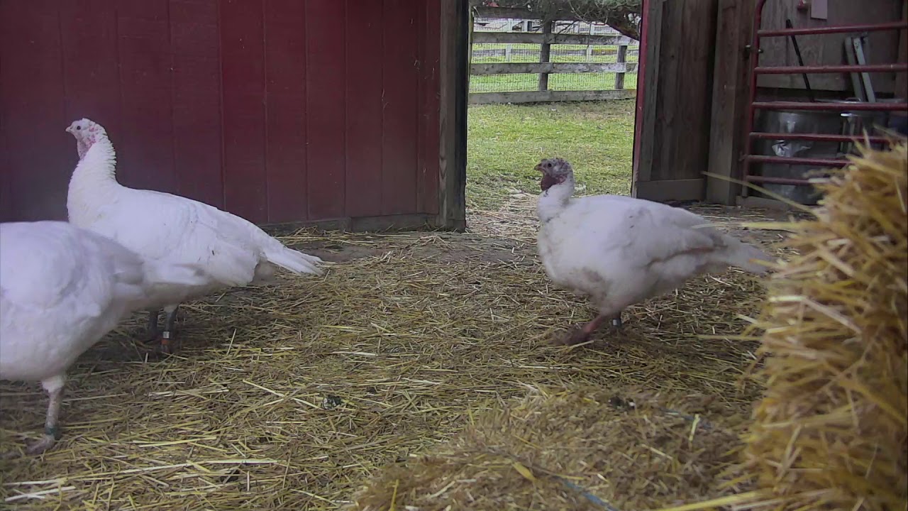 Turkey Barn Cam 11-14-2017 13:25:58 - 14:25:59 - YouTube