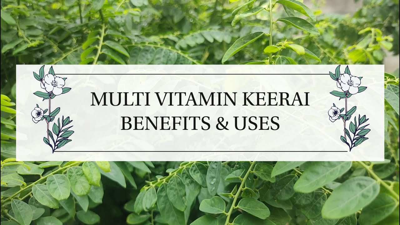 Multi Vitamin Keerai || Medicinal Plant || Benefits & Uses - YouTube