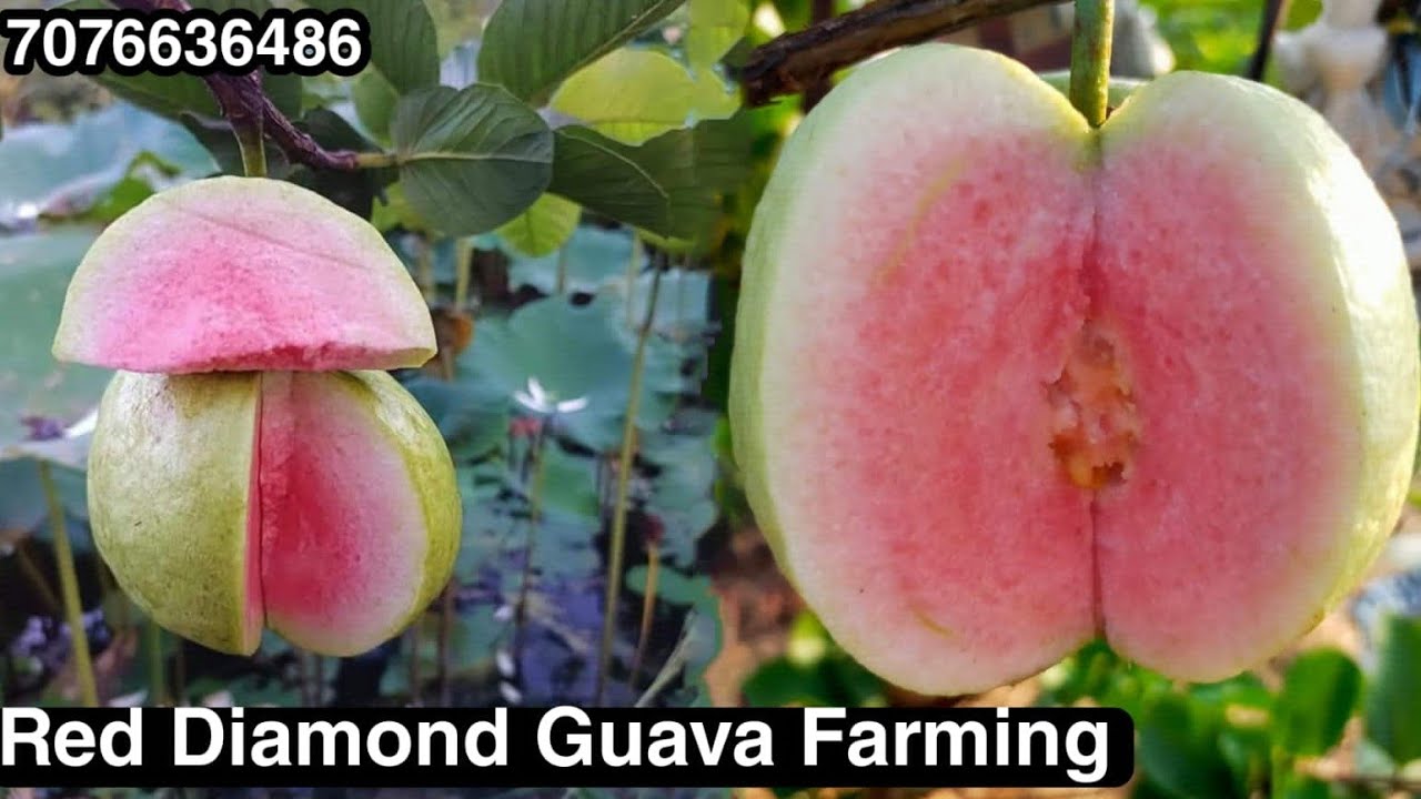 Red Diamond Guava Farming || Fruit Cutting || Contact 7076636486 - YouTube