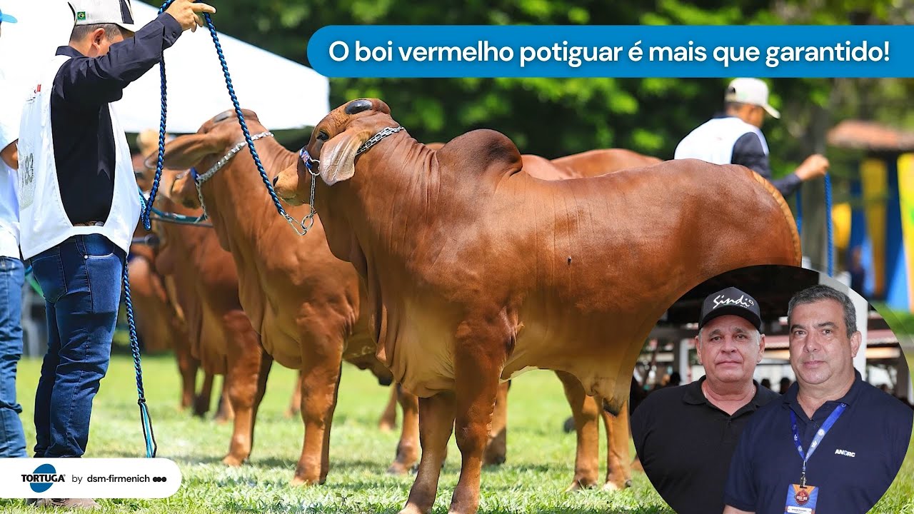 O boi vermelho potiguar é mais que garantido | Noticiário Tortuga - YouTube