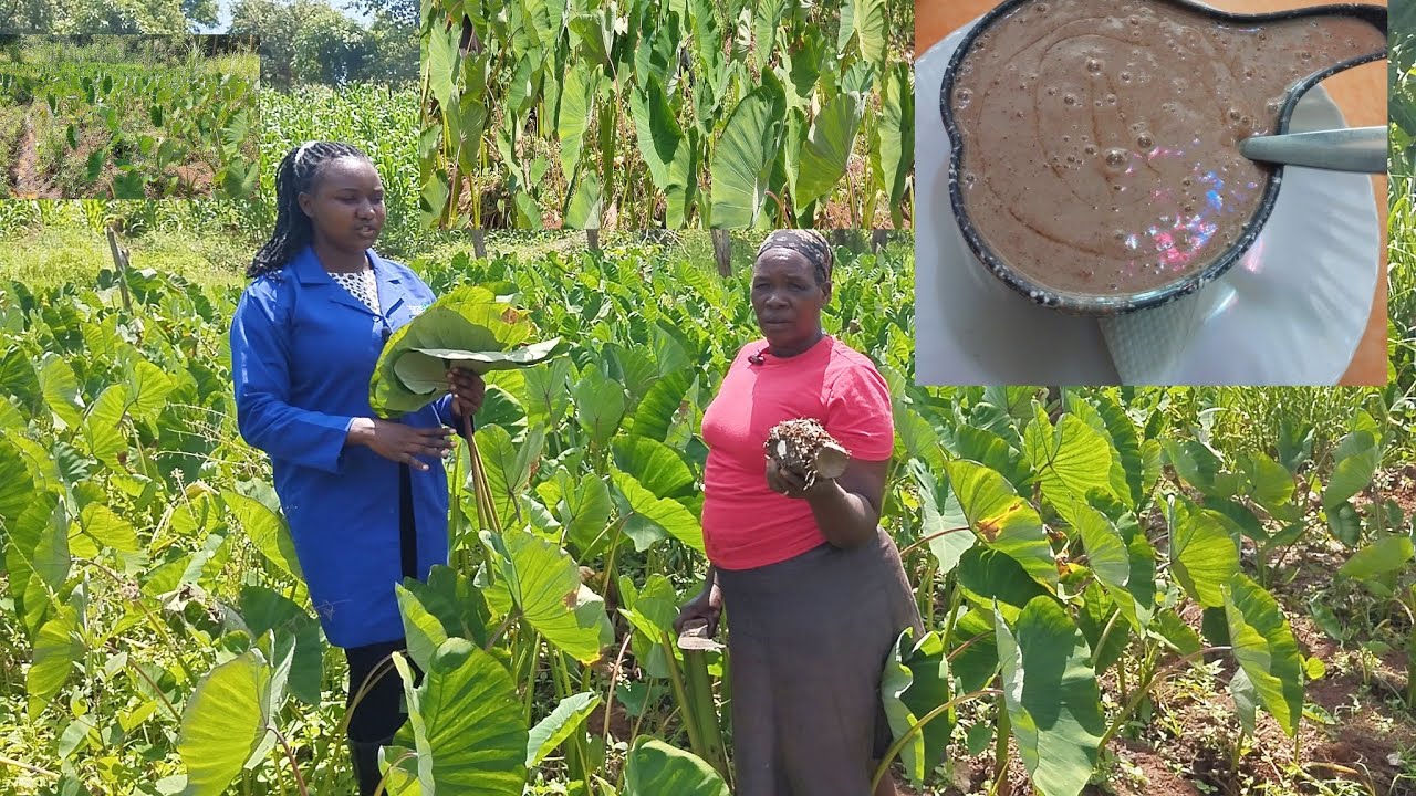 Arrowroot farming in Kenya//Less capital &Profitable venture - YouTube