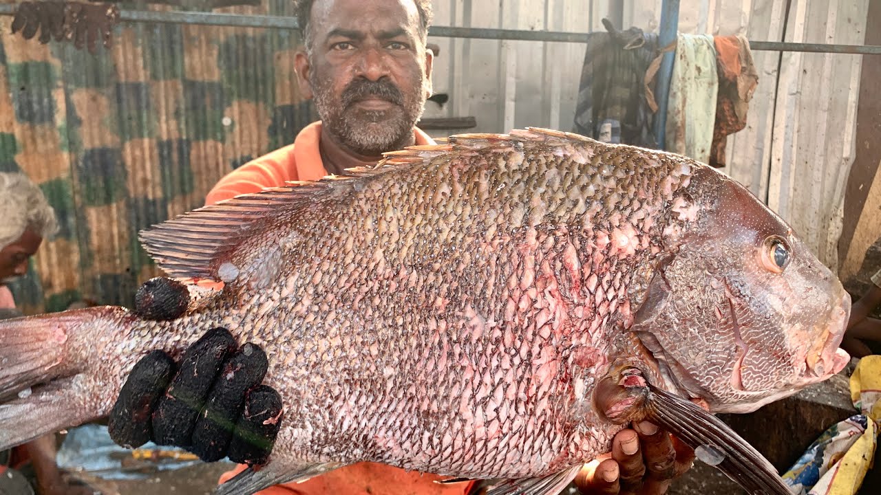 BEAST SIZE KORALI FISH CUTS🔪AMAZING INDIAN FISH CUTTER🔪KF FISH CUTS ...