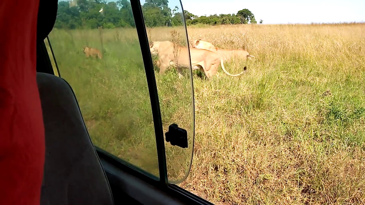 Savannah Adventures LTD real story - YouTube