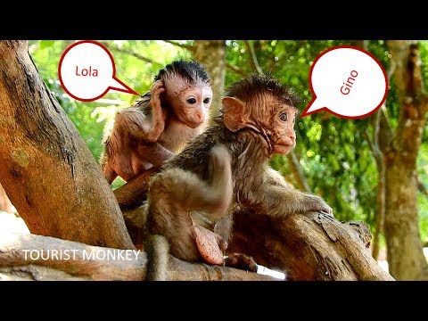 Wow very wet babies monkey, Baby Lola and Gino look so wet, Very adorable baby monkey