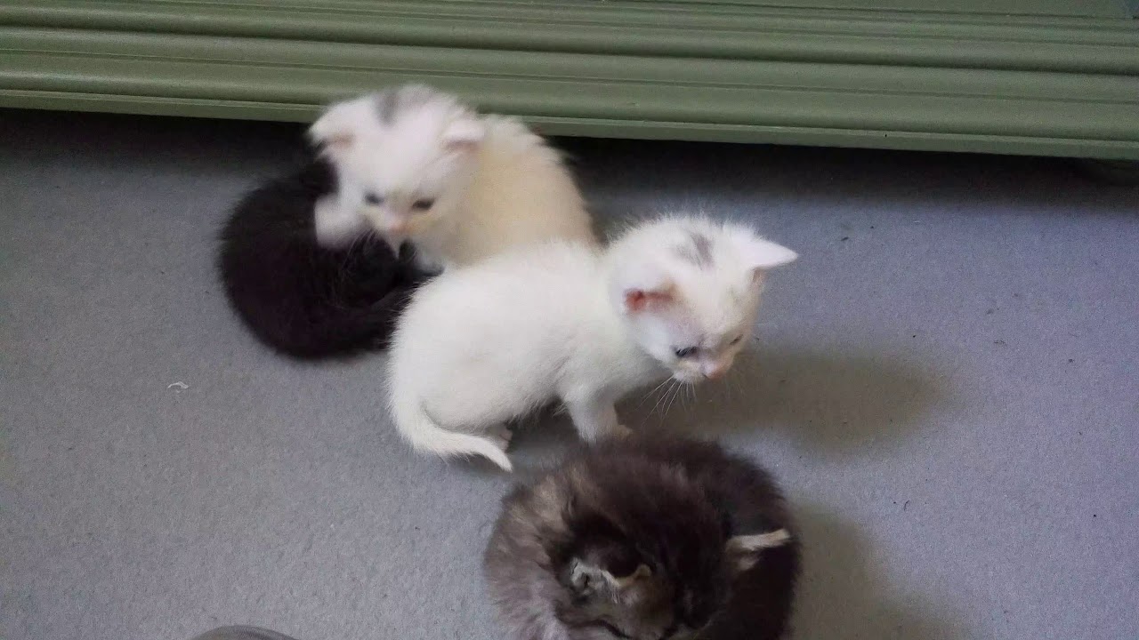 Les chatons à 4 semaines - YouTube