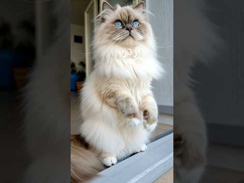 Muita fofura desse gatinha dançando 😻🐾 #gatinho #fofura #kitten #petlover