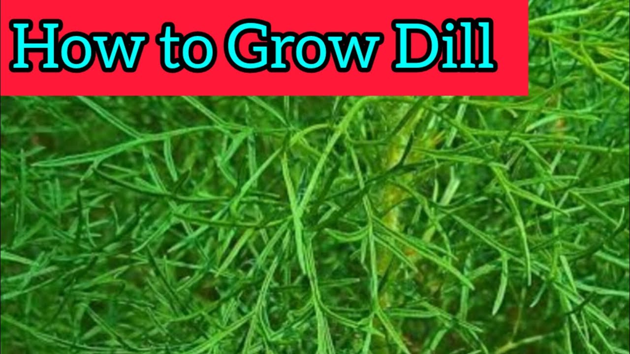 How to grow Dill at home || How to grow Dill/Suva/Sowa hurb in pot || How to grow Dill in ...