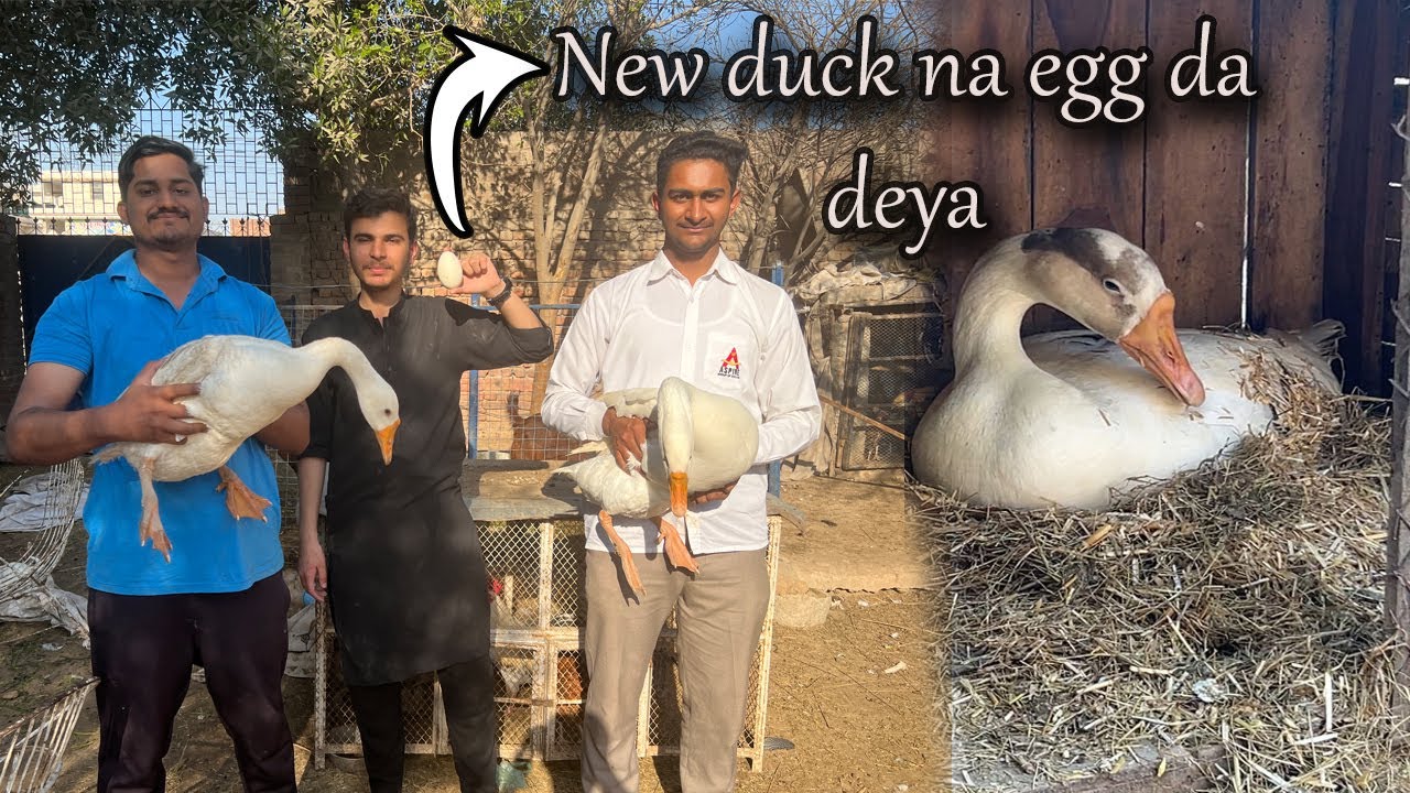 Duck laying egg | new pets la ay or ye keya hogya | Birds and pets ...