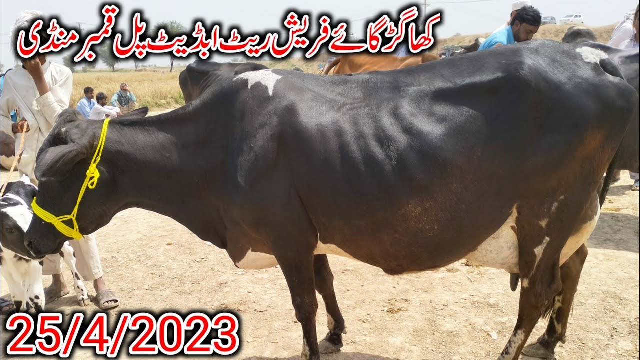Today | Khangar Cows Fresh Rite | Big Cows | Australian pul qambar ...