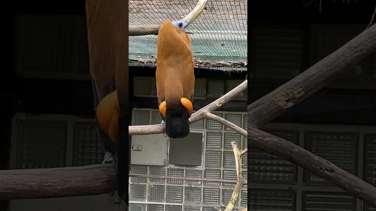 Capuchinbird / Kapuziner Kotinga , does this sound come from an animal ...