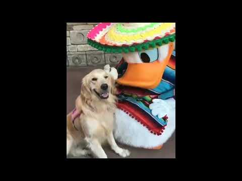 Komik Hayvanlar|Funnyanimals|Funnyfail