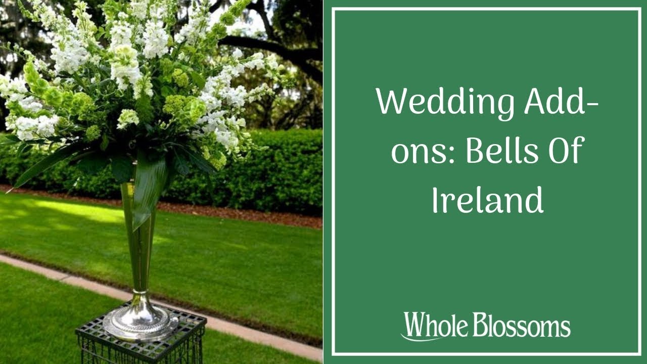 Use Bells of Ireland Flowers for Dried Floral Arrangements - YouTube