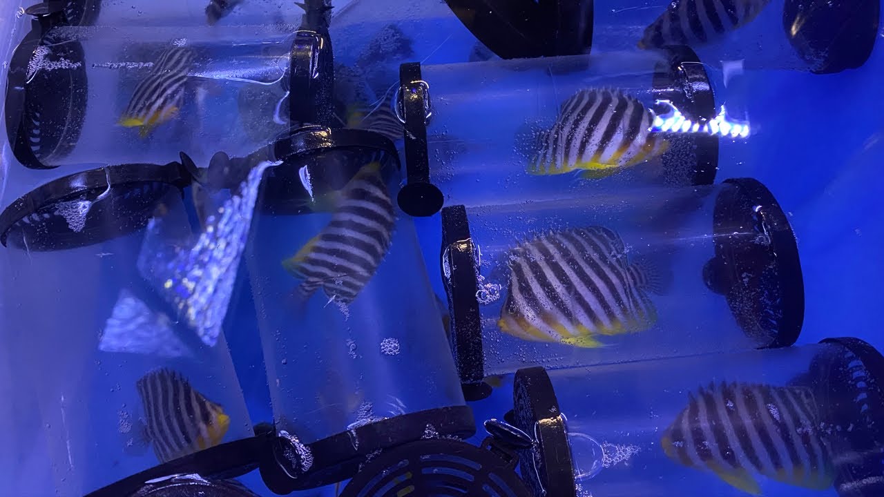 【定休日】マニラ便入荷！明日はサンゴ超大量入荷決定！ - YouTube