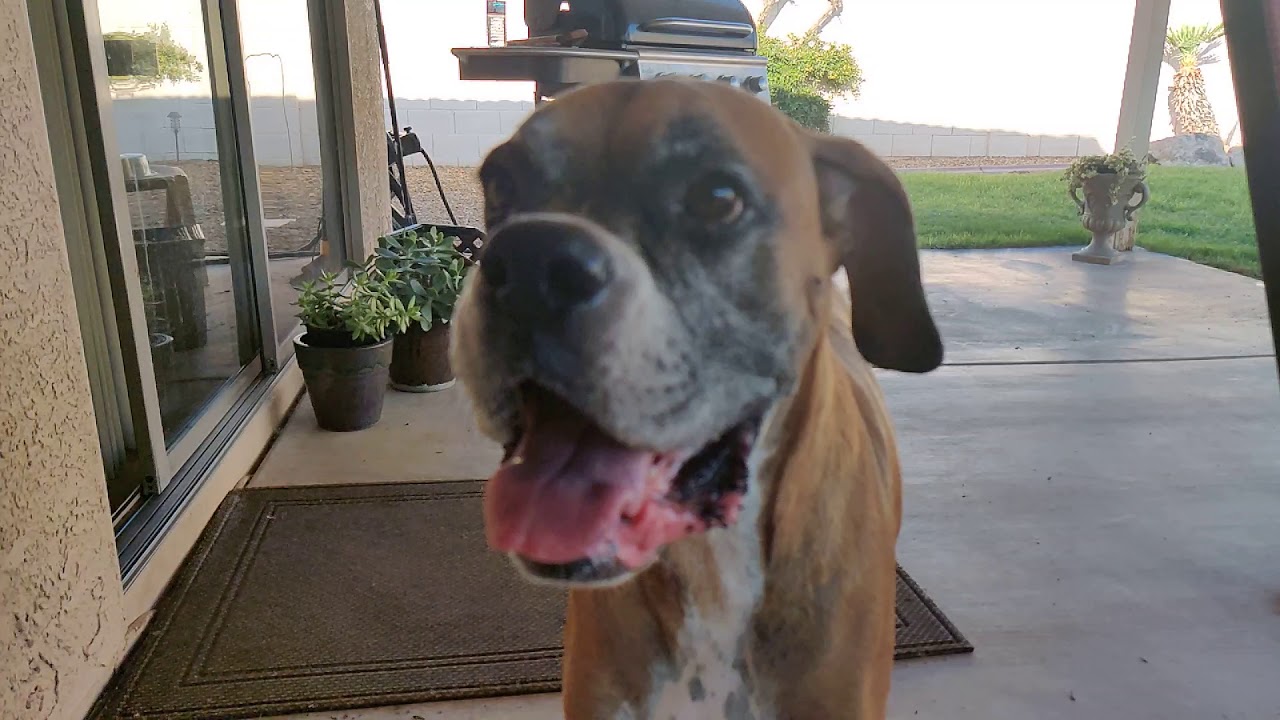 Slo Mo Dogs 07/15/2020 - YouTube