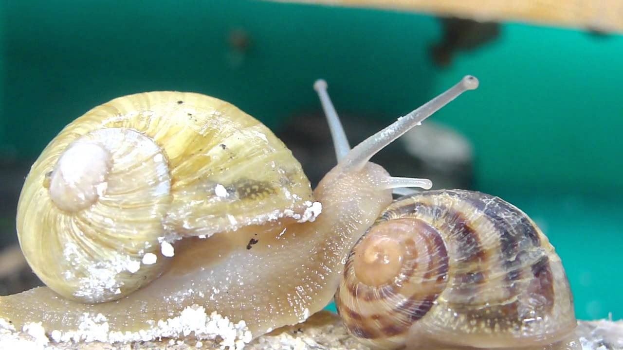 Helix Aspersa Maxima - YouTube