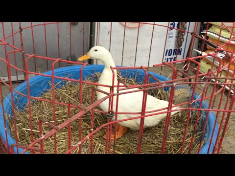 Hospital Ducks & Some Good News... Live Stream Feb 13, 2018 - YouTube