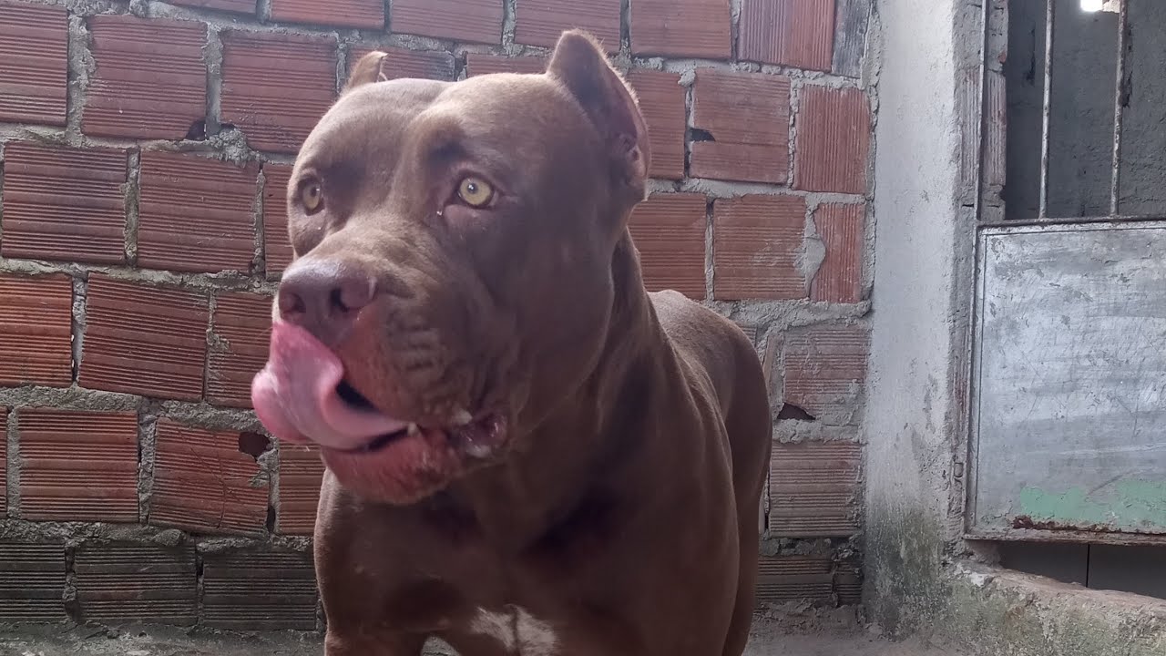 Pit Bull terrier #pitmonters - YouTube