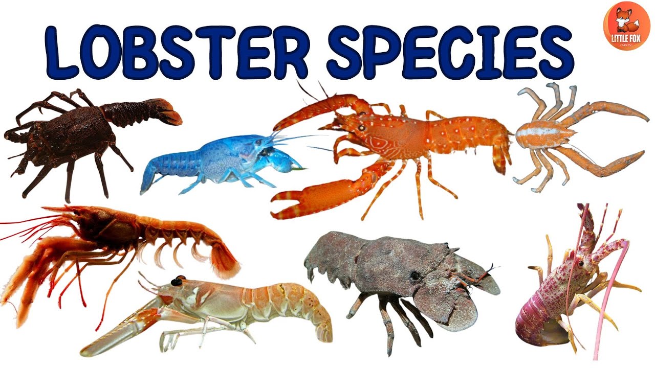 Types Of Lobster