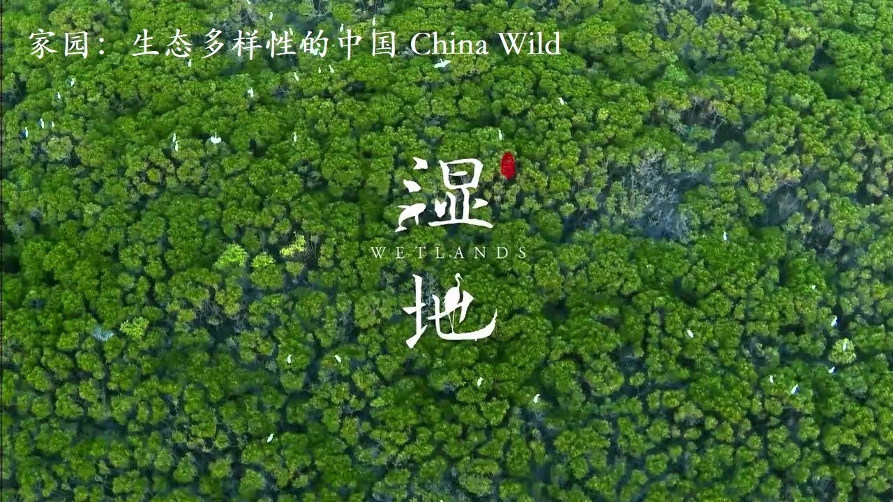 家园 生态多样性的中国 第四集 湿地 China Wild E04: Wetlands - YouTube