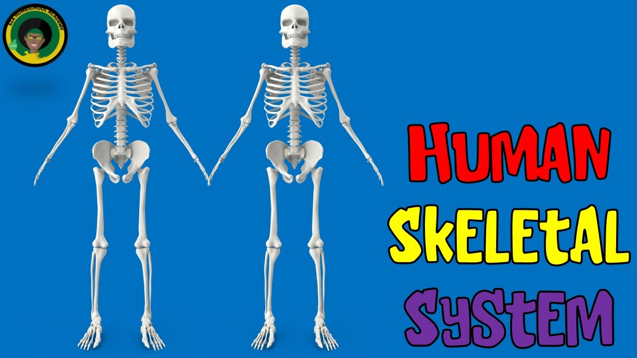 The Skeletal System || Systems of the Human Body || Learn about the ...