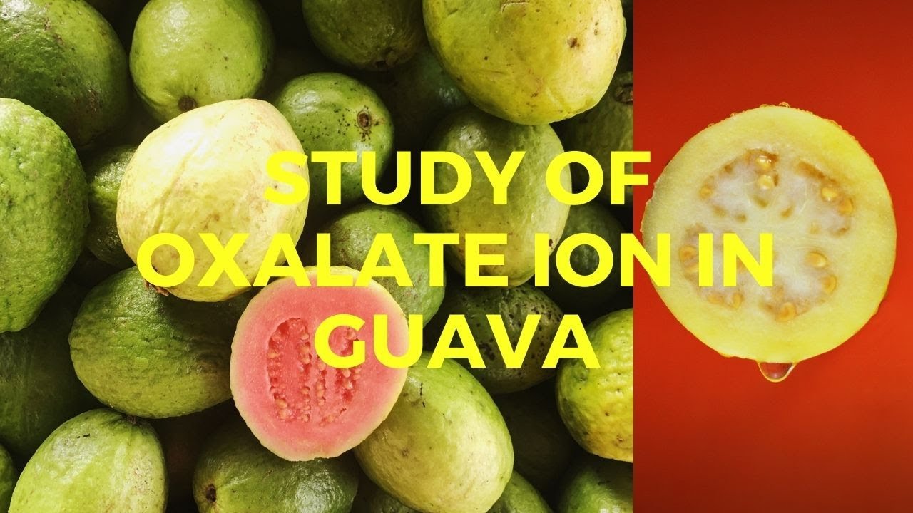 Study of presence of Oxalate ion in guava(pdf in description ...