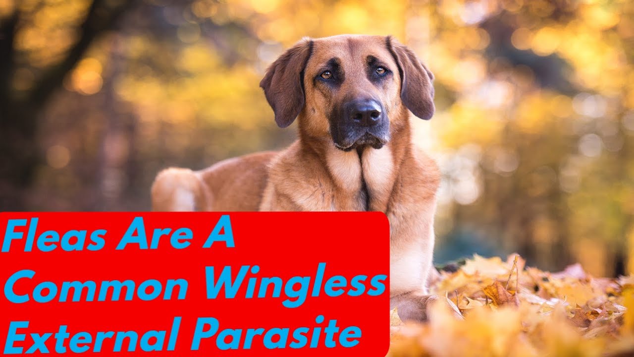 Fleas Are A Common Wingless External Parasite - YouTube