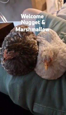 welcome nugget & marshmallow - YouTube