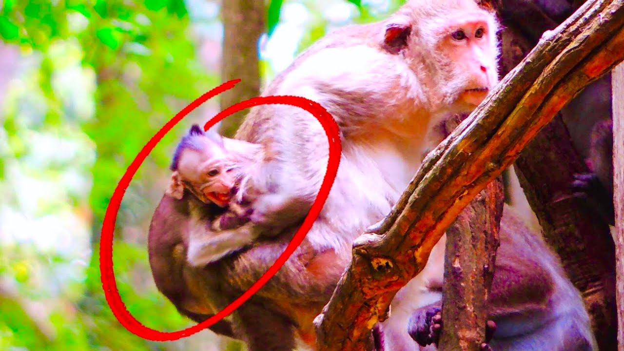 A little monkey demanding its mommy’s attention.@monkeyscorner - YouTube