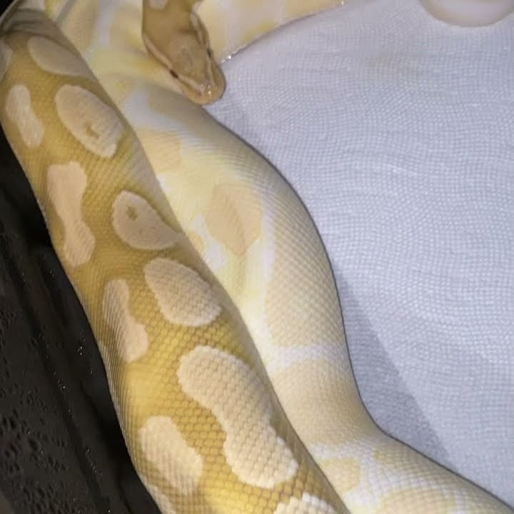 Breeding ball pythons - YouTube