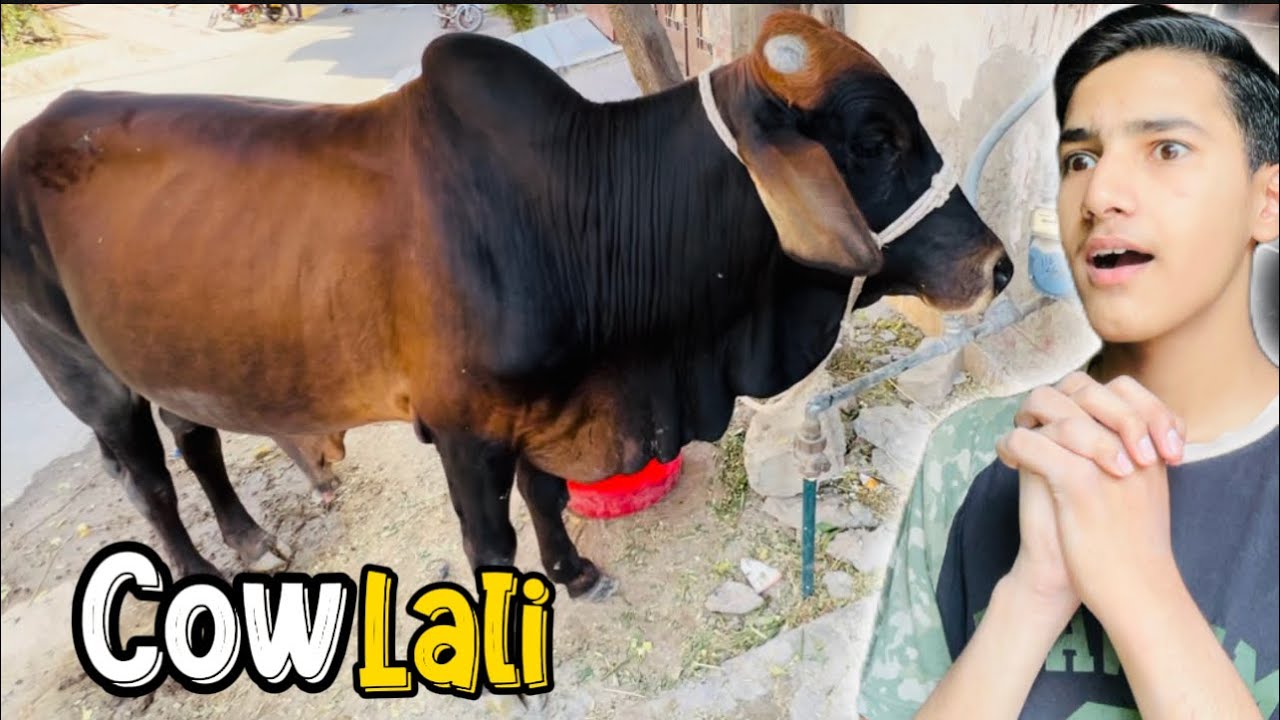 Finally cow lali 😍 - YouTube