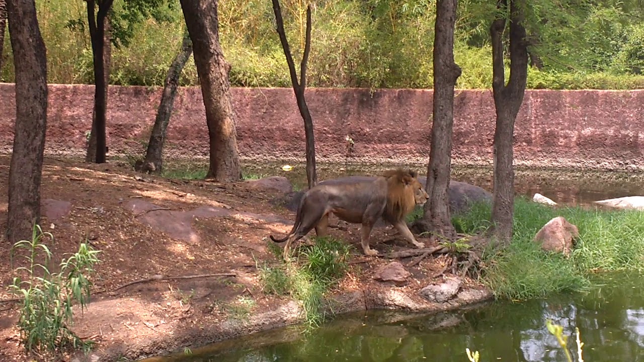 Lion zoo park - YouTube