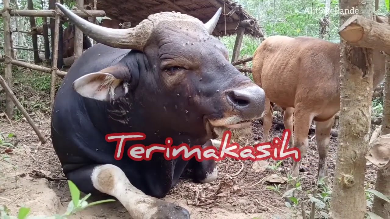 beginilah Sapi Bali super saat ketemu sapi betina - YouTube