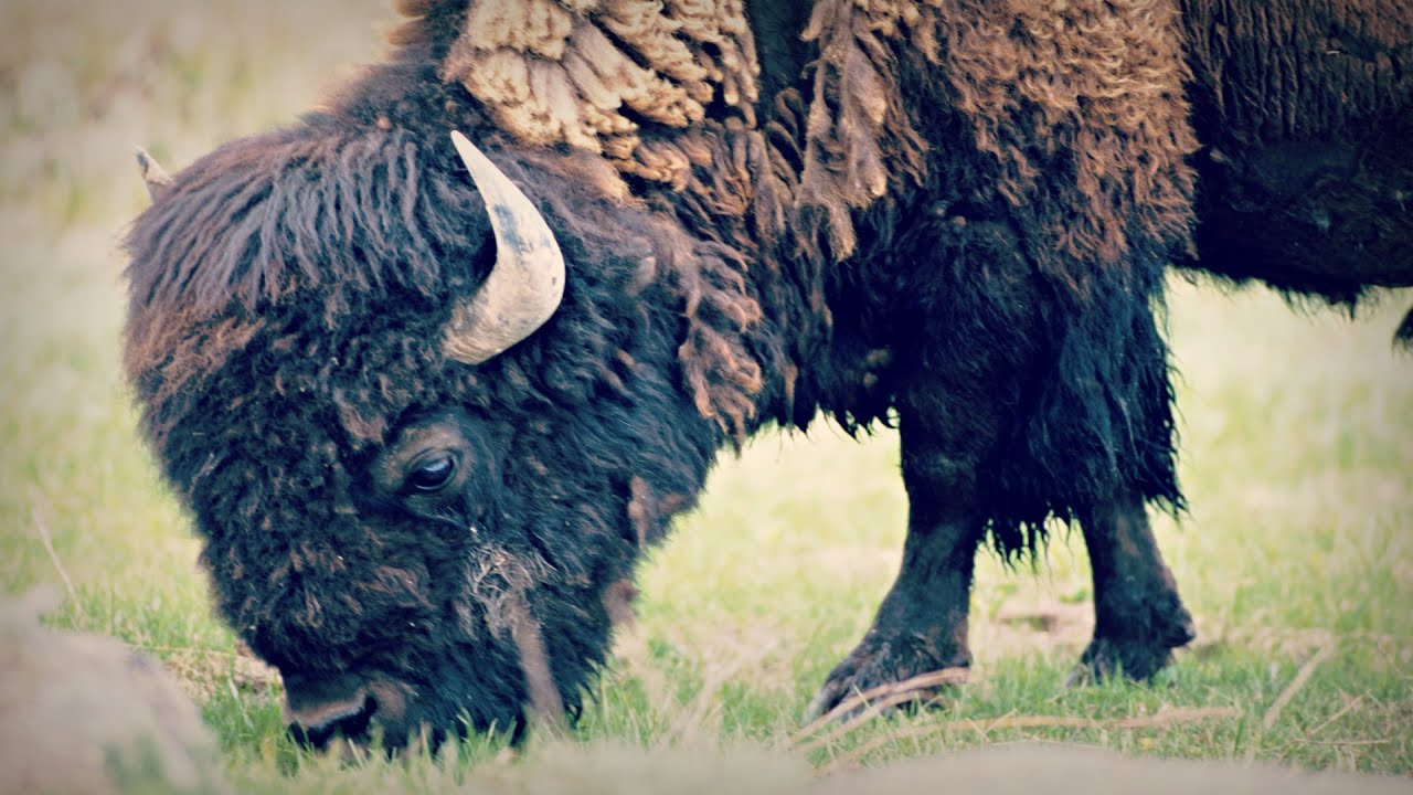 Bison | Iowa Ingredient - YouTube